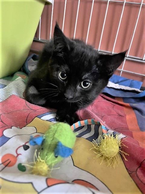 lechatprovincial37lerefuge